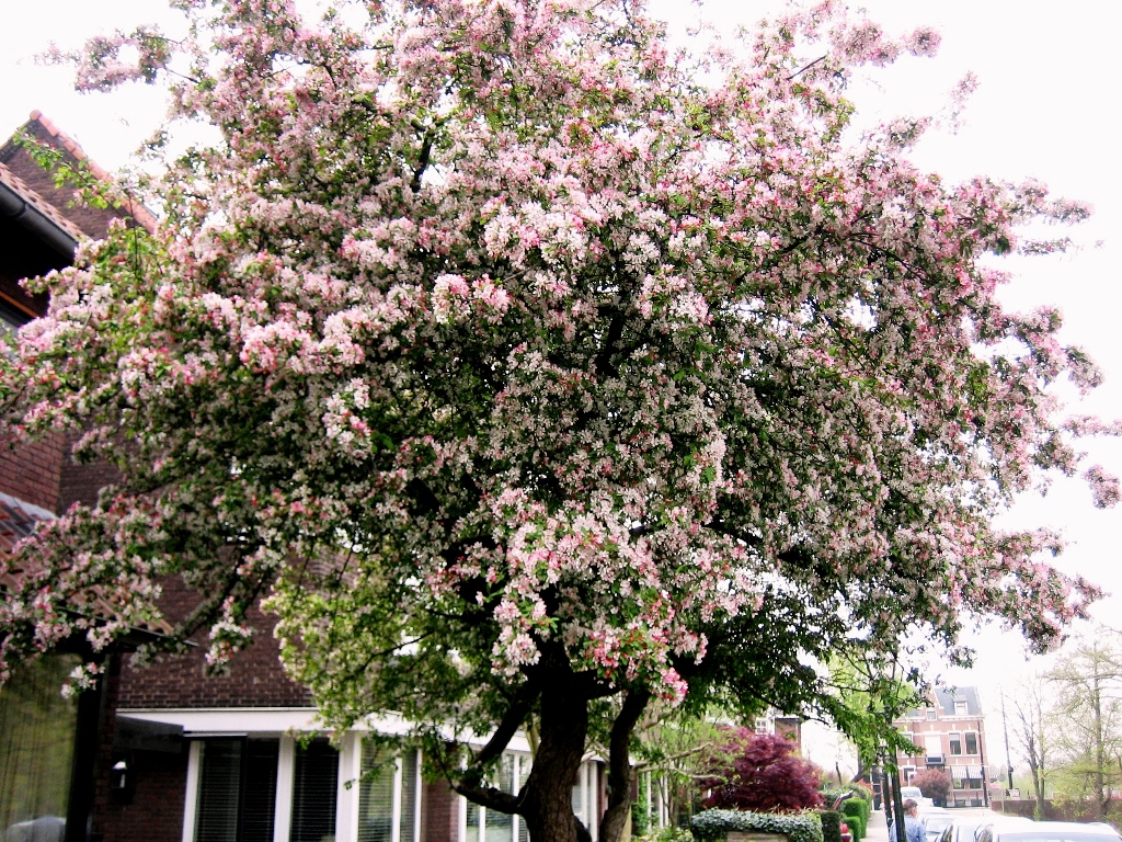 P H O T O G A L L E R Y: De boom van de buren