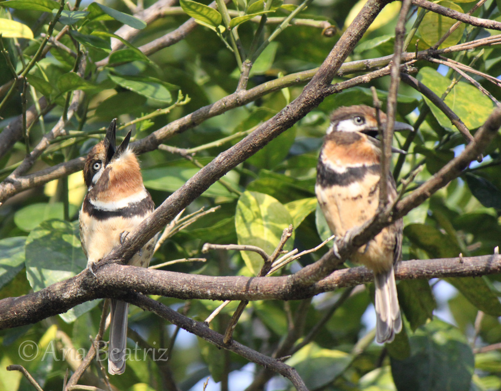 Aventura fotográfica: Bobito punteado, Coludo, Tol o Buco bobito ...