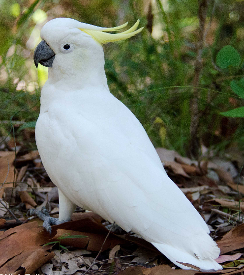 IMÁGENES Y FOTOS DE ANIMALES: Cacatua