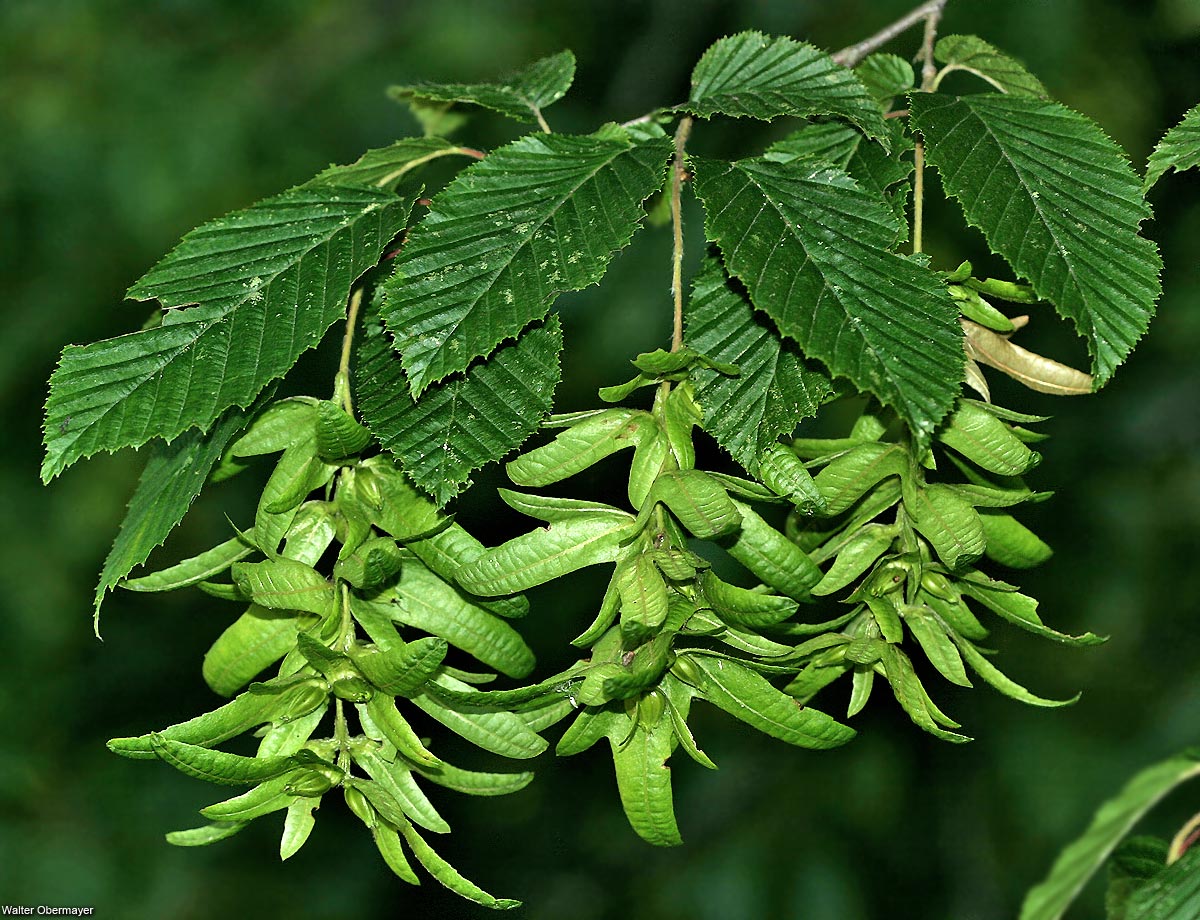 Carpinus betulus : El Mundo y sus Plantas