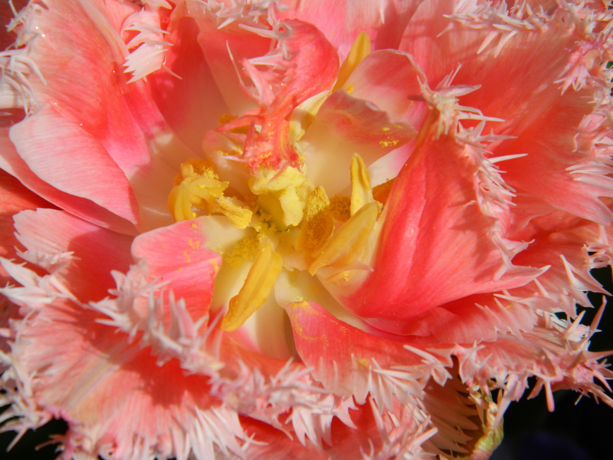 LA MULTI ANI, ROMANIA!: Lalele crete