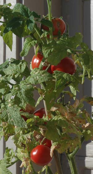 JeffCo Master Gardeners: Tomatoes for Thanksgiving by Duane Davidson JeffCo Master Gardeners: Tomatoes for Thanksgiving by Duane Davidson
