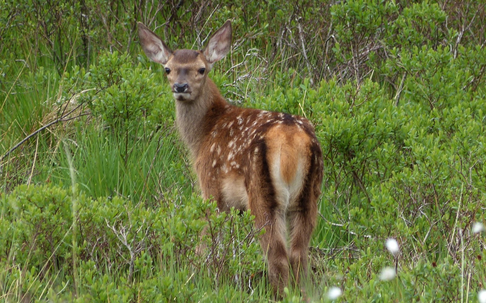 A Kilchoan Diary: Young Red Deer