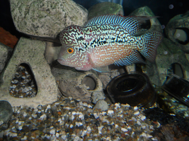 Flowerhorn The Hybrid Cichlids: King Kamfa from Lee