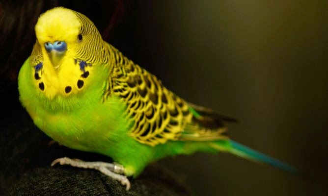 Perico Australiano ~ Pets World - Amo a mi mascota