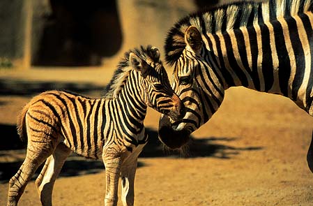 Top 20 Most Cute And Dashing Zebra Wallpapers In HD