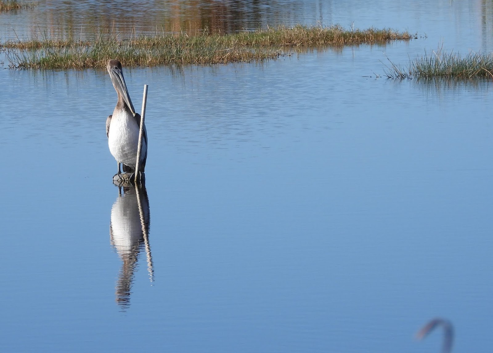 Bird & Travel Photos, Birding Sites, Bird Information: BROWN PELICAN ...