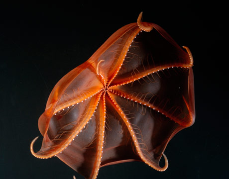 Animals of the world: Vampire Squids, Vampyroteuthis infernalis