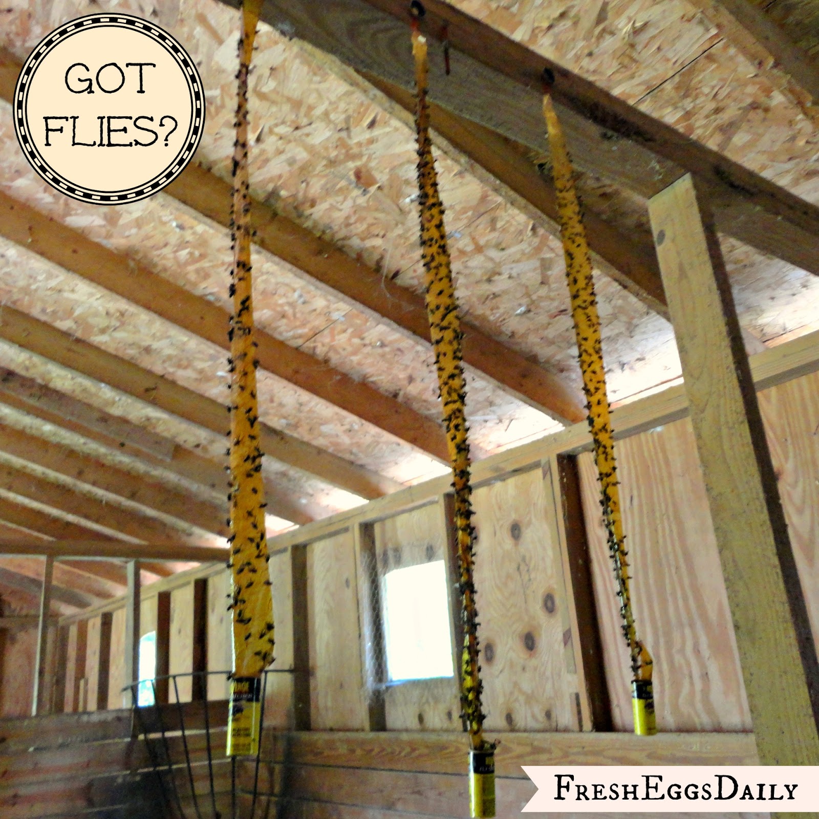 DIY Wine Bottle Fruit Fly Catcher - Fresh Eggs Daily® with Lisa Steele