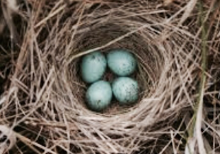 From My Nest To Yours