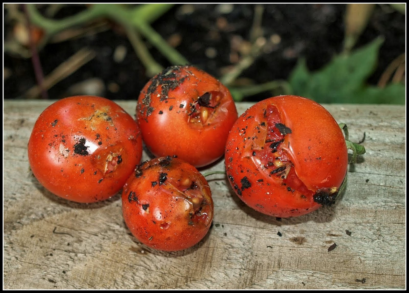 Mark's Veg Plot: Late September Tomato report