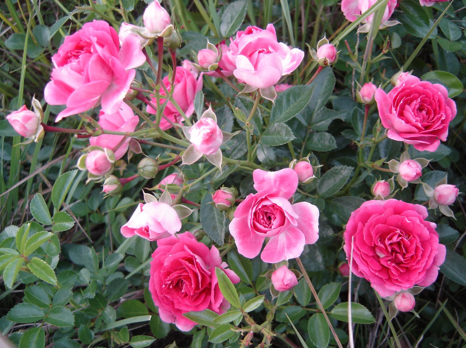 *Marius, Me and Mr. Black*: Rosa, Rose, Rosal - (Rosa Spp)