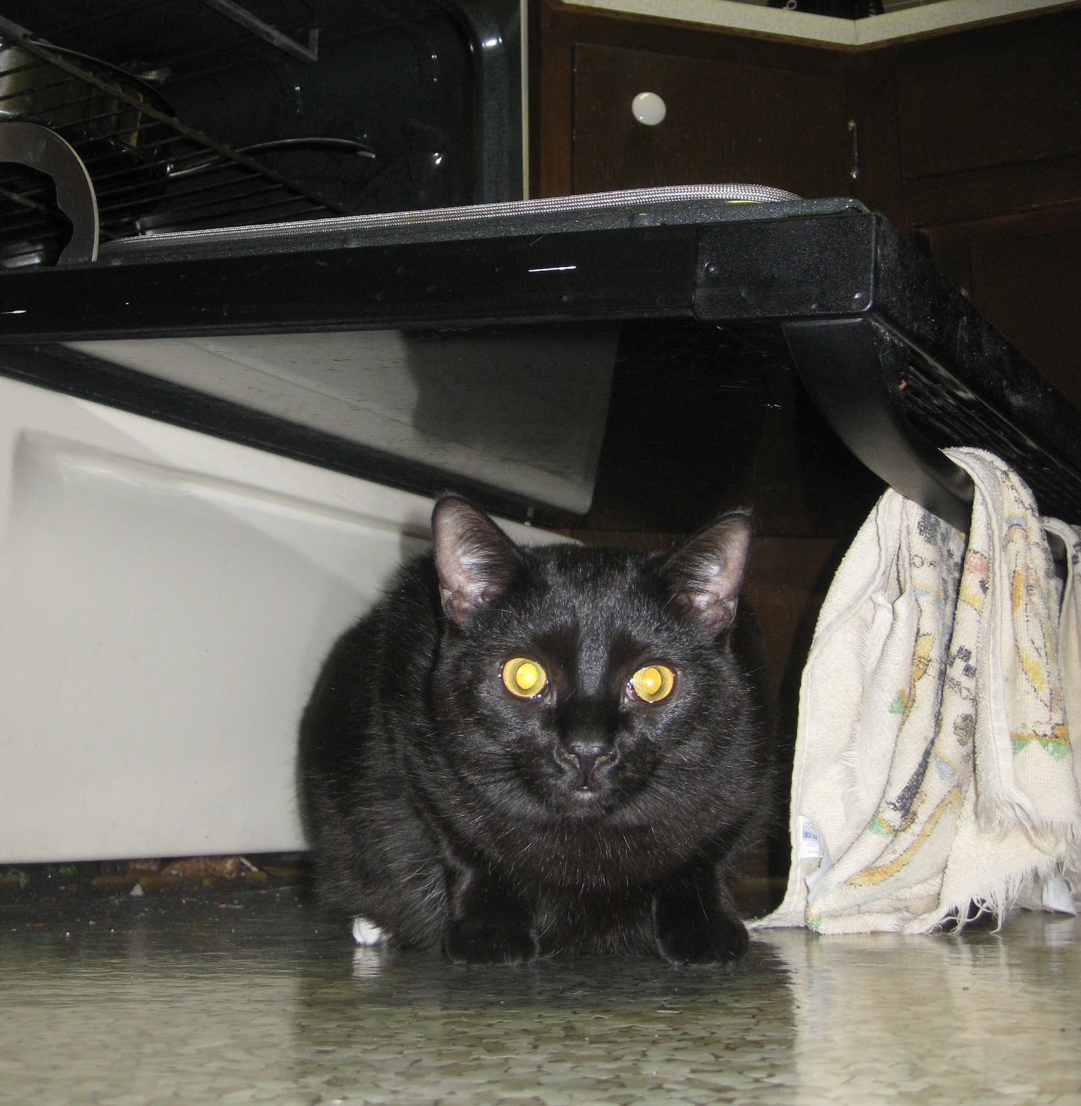 Science Minus Details: Experiments at Home #2 - "Skillet Control Oven"