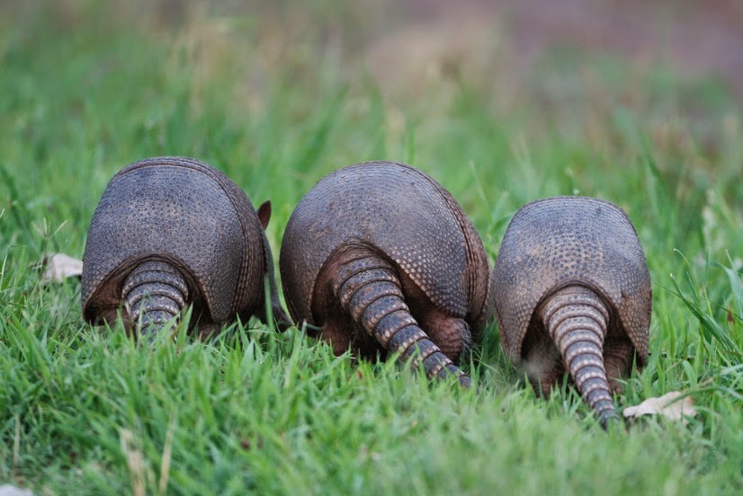 SANLUISsazo: EL ARMADILLO