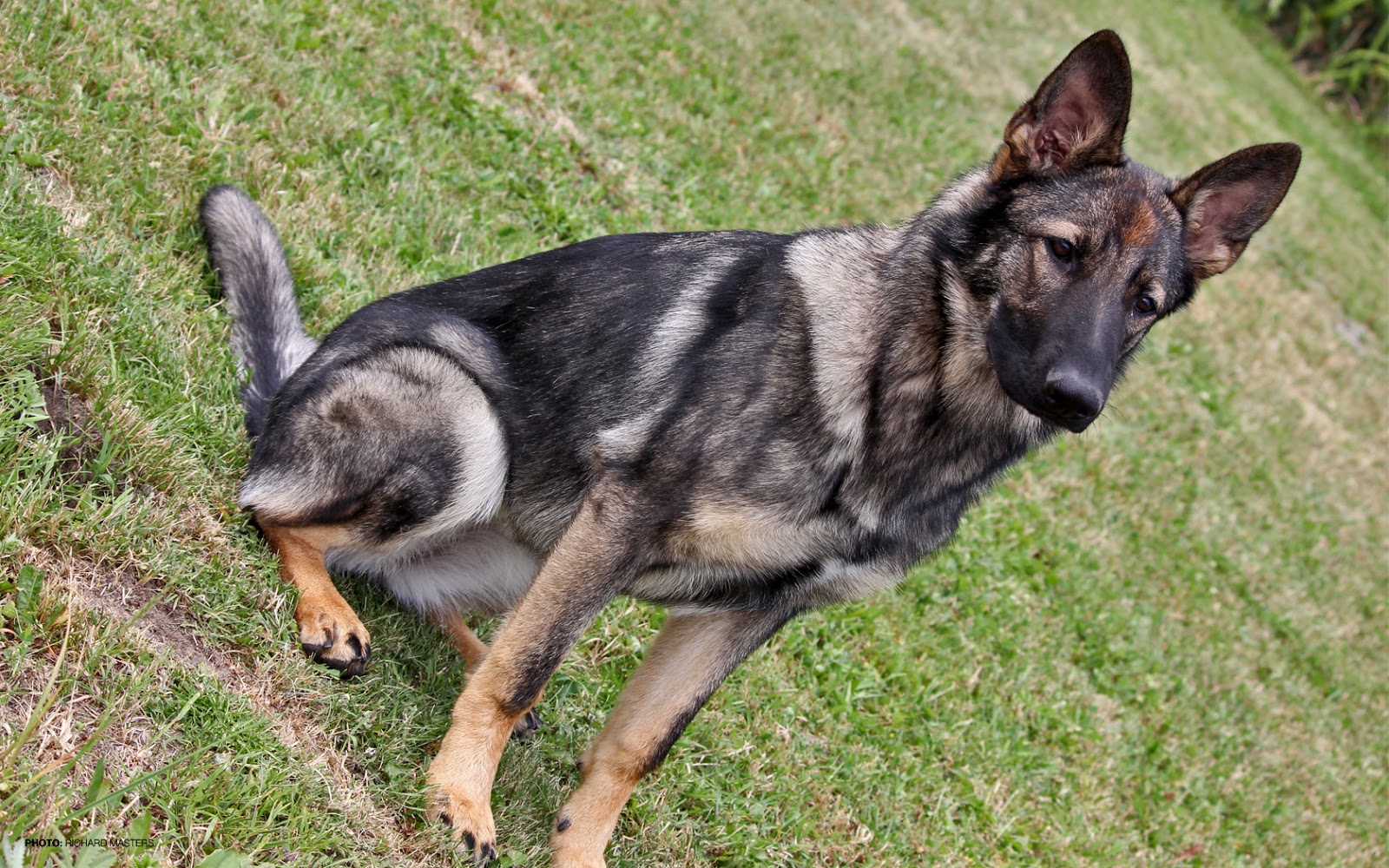 Canine Rabies - Rabies in Dogs