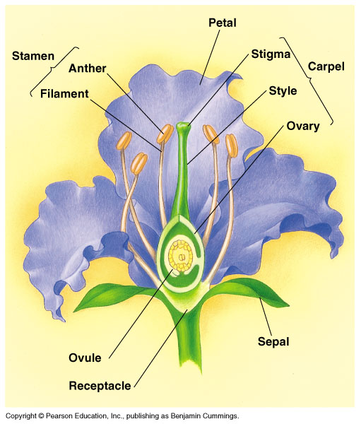 The Structure and the Function of Flower | What do You Look for?