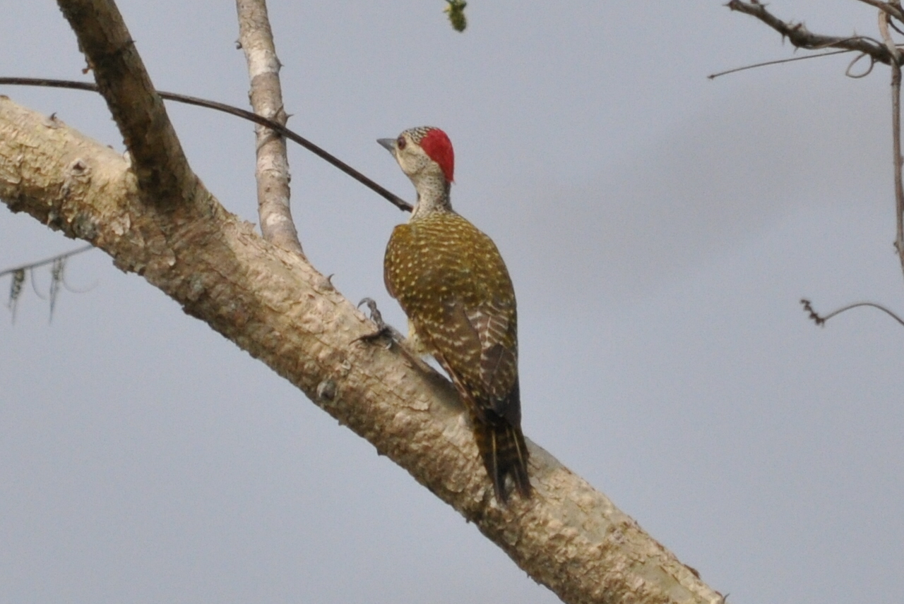 Woodpeckers of the World: Picid in Focus: Fine-spotted Woodpecker