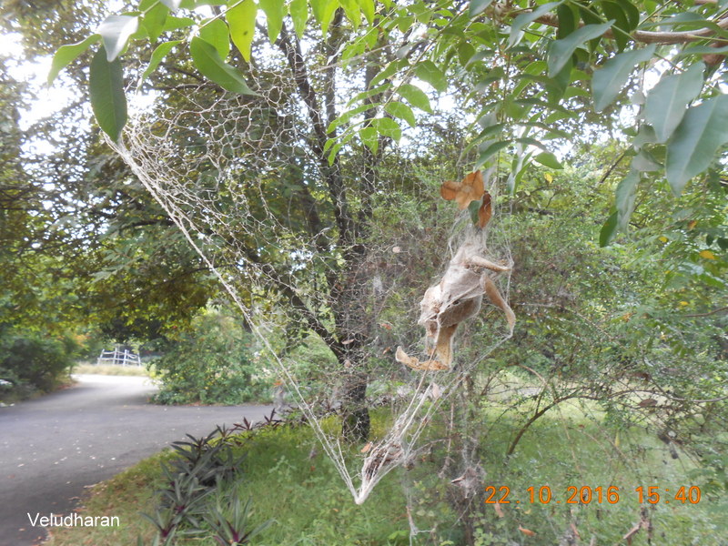 VELUDHARAN TEMPLES VISIT : The Natural Forest, Flora & Fauna, The Great ...