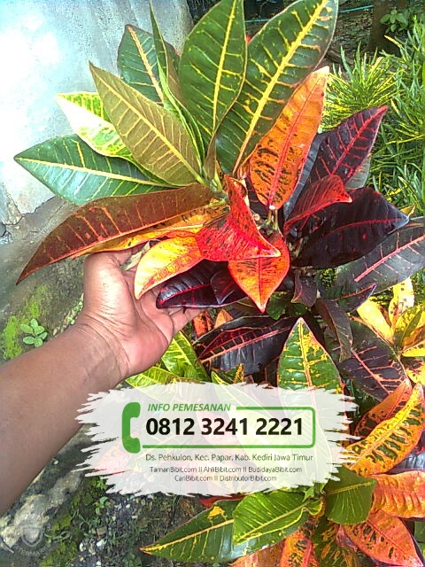 Paling Keren 25+ Gambar Bunga Puring Import - Gambar Bunga Indah