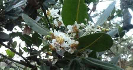 Ashlesha Nakshatra Tree – Which is the tree associated with Aslesha ...
