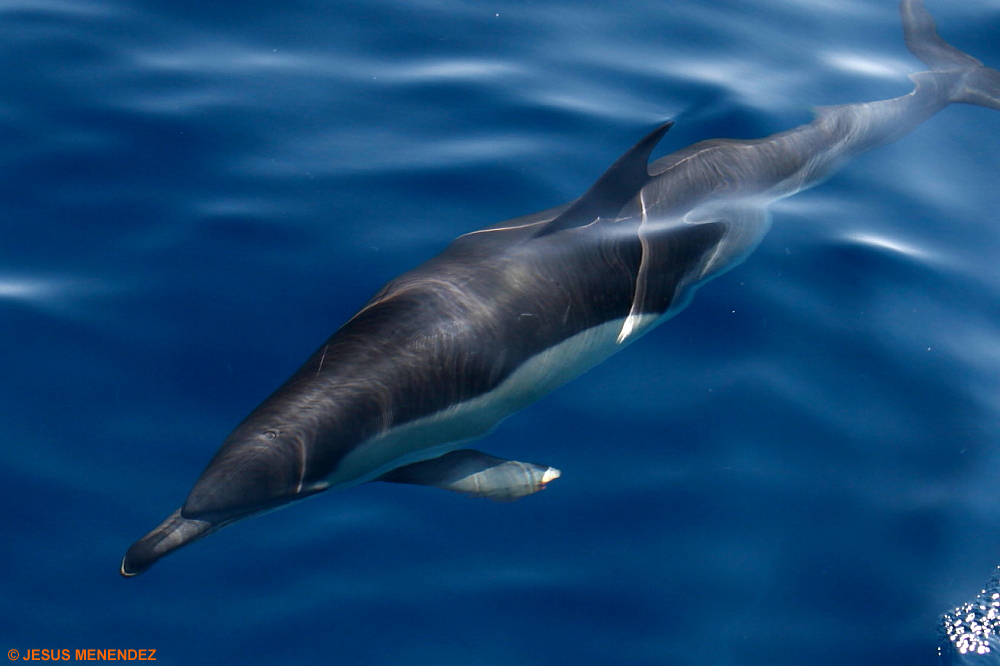 © DEMENCIA ORNITOLOGICA 43º23´N 3º13´W: DELFIN COMUN, Delphinus delphis.