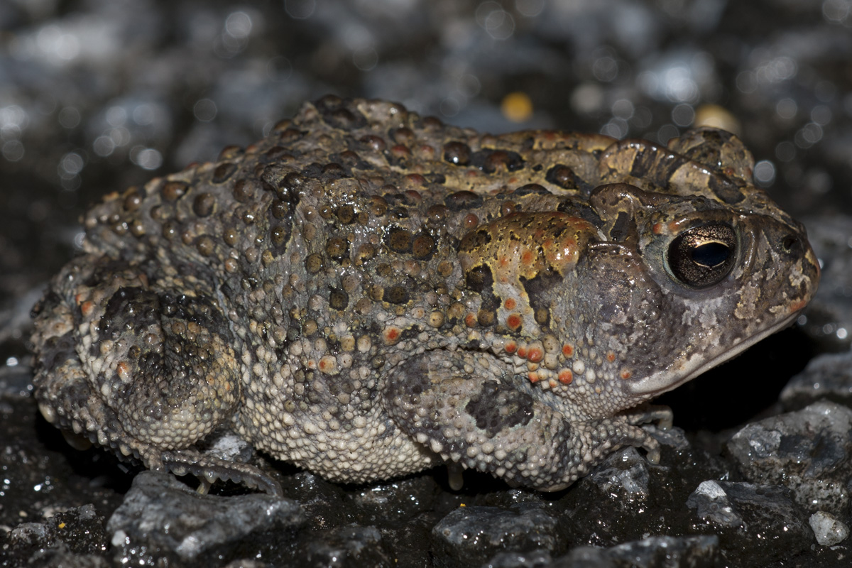 Yorkshire Field Herping and Wildlife Photography: Herping Southern ...