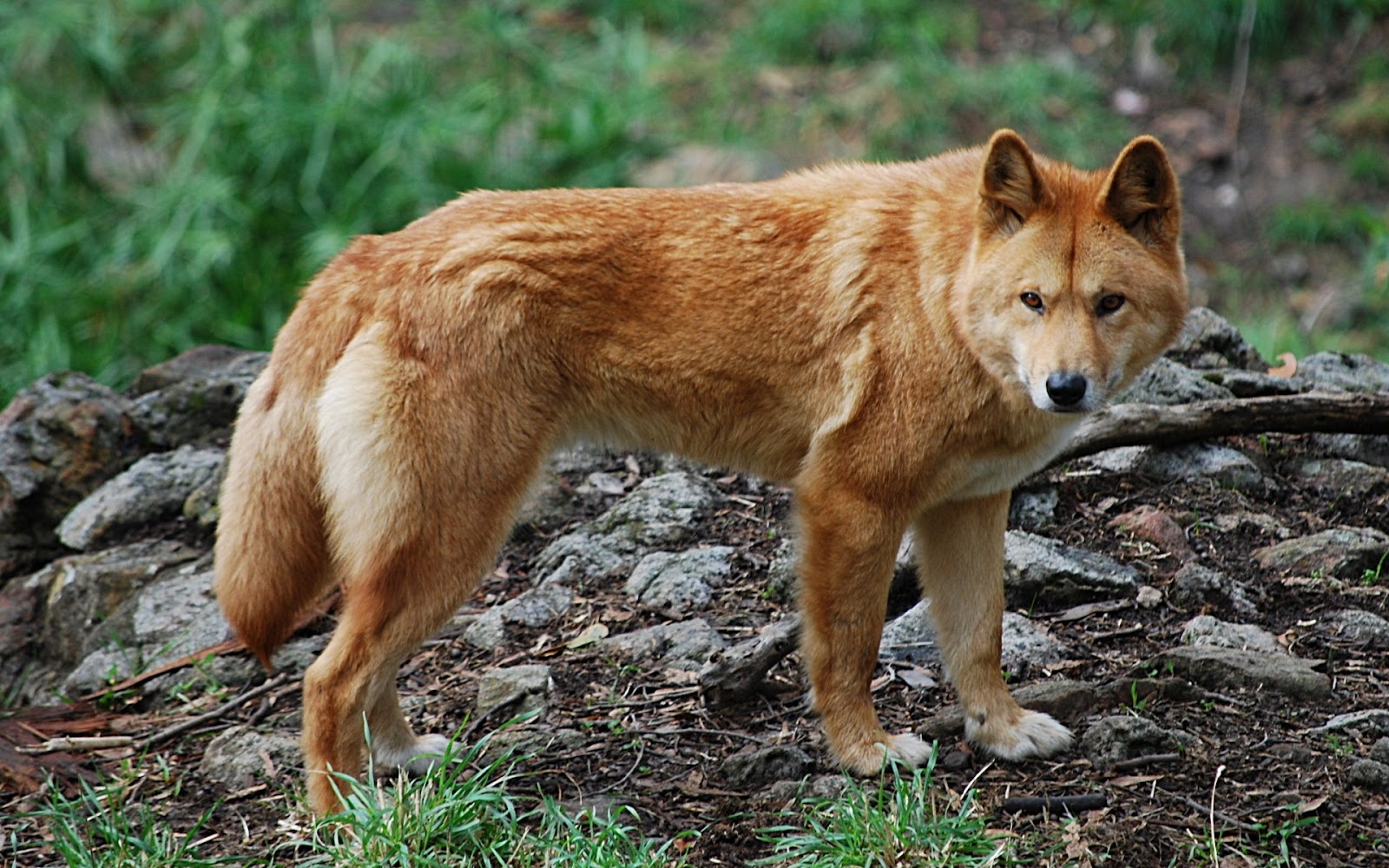 Dingo Wallpapers & Pics | Animal Literature
