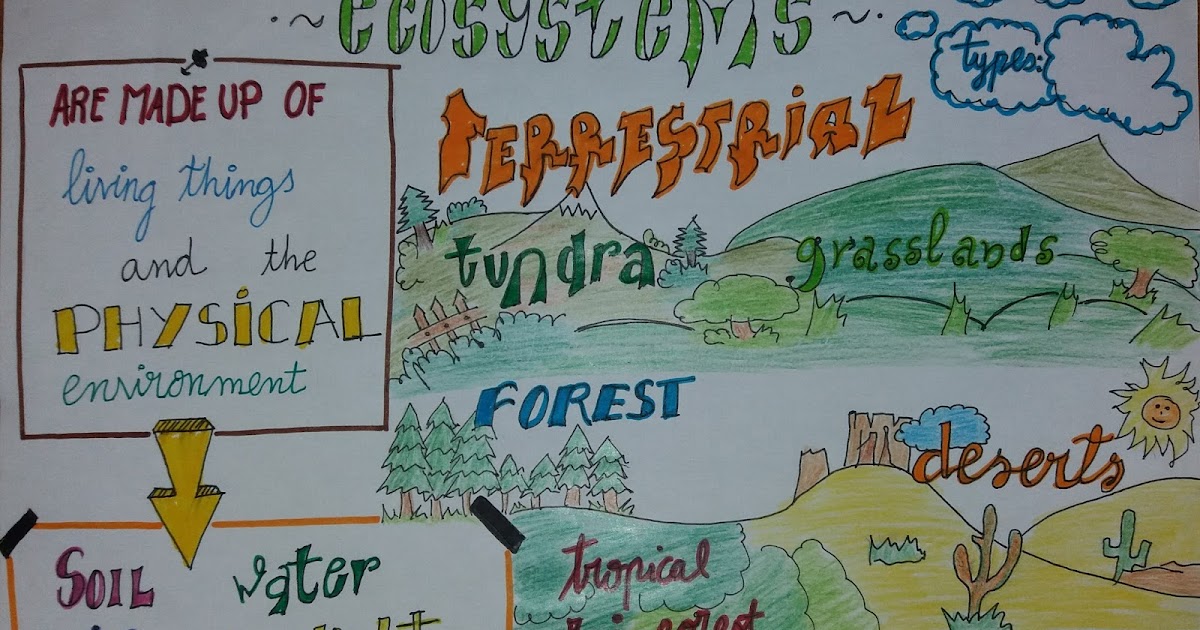 MilaEnglish Blog: Ecosystems -- visual thinking