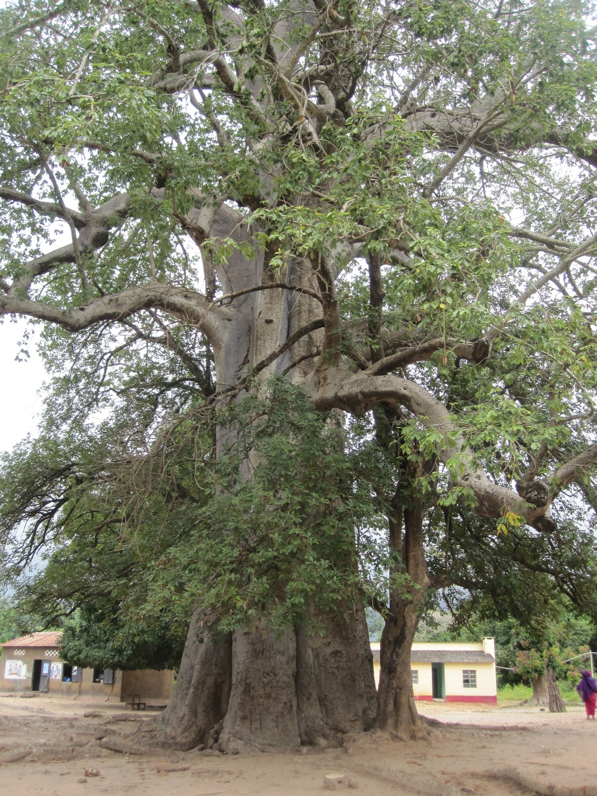 Great Gambian adventure: Trip to Ndemban