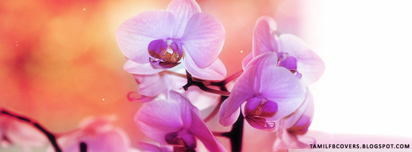 My India FB Covers: Pink Orchid - Flowers FB Cover
