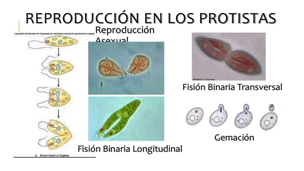 LA REPRODUCCIÓN: REPRODUCCIÓN EN ORGANISMOS SENCILLOS