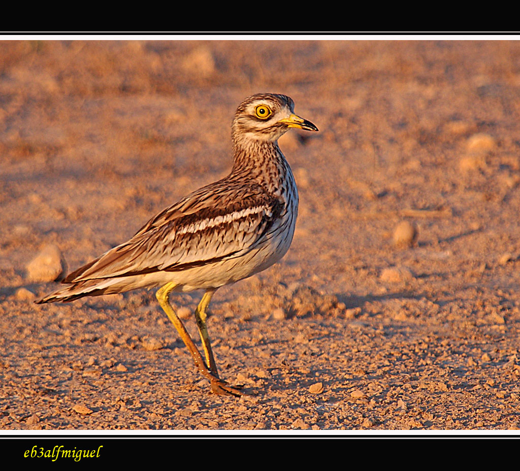 MIS AMIGAS LAS AVES: Alcaraván común (Burhinus oedicnemus)