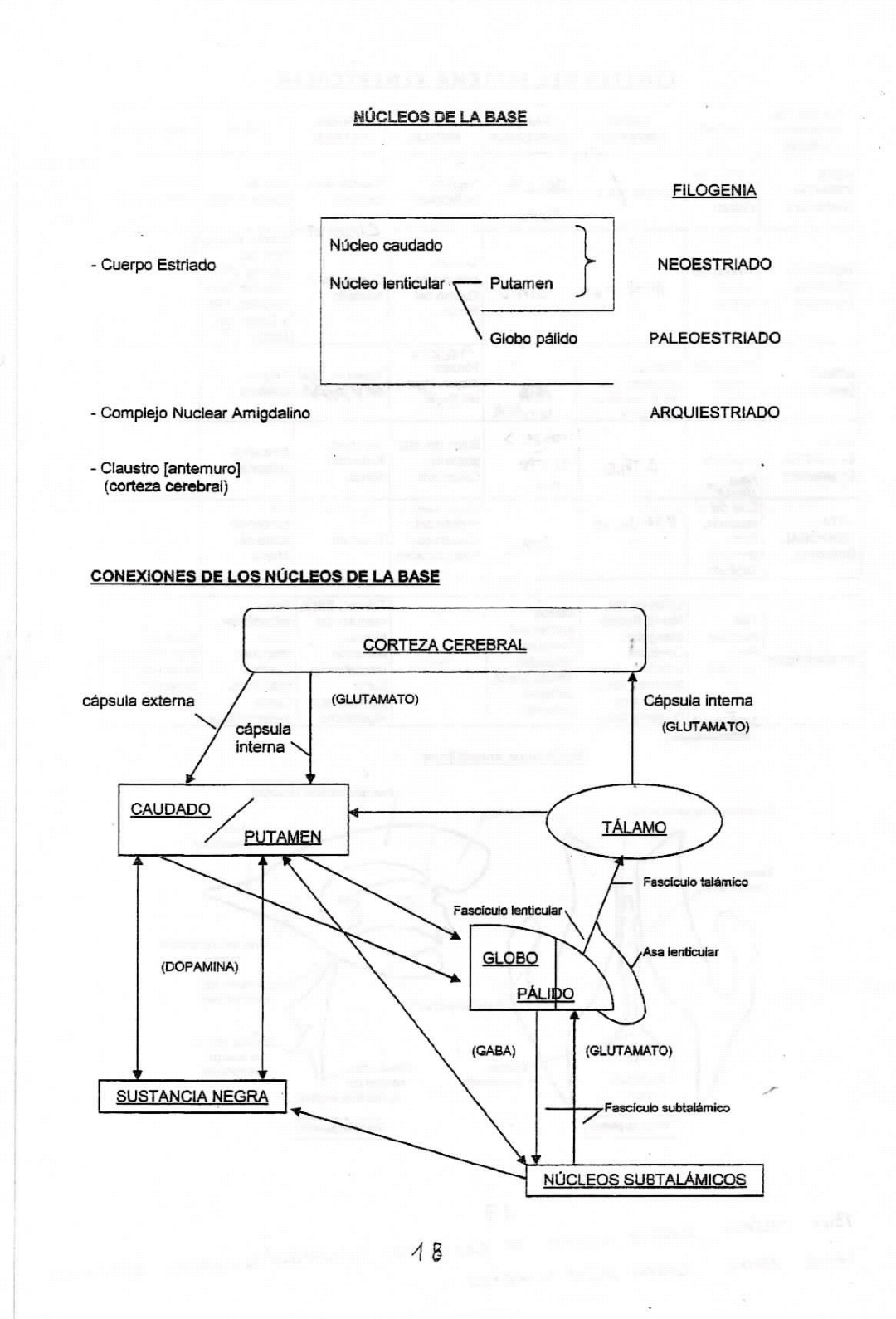 Estudiante de medicina : Apunte de neuroanatomia de Forlizzi Pro