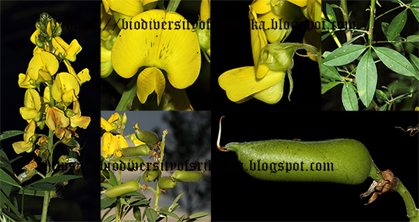 Biodiversity of Sri Lanka: Caracas rattle box(Crotalaria micans)