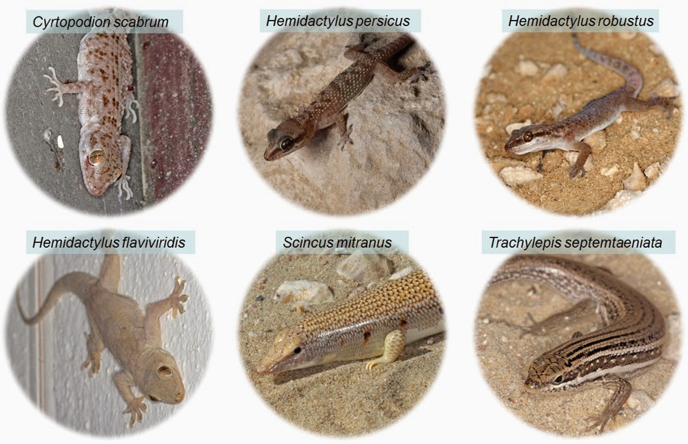 Species New to Science: [Herpetology • 2014] A Preliminary Report on ...