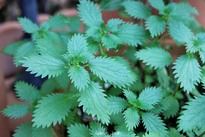 Plantas Medicinales: ORTIGA