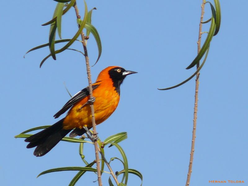 Aves Bonaerenses: Matico (Icterus icterus)