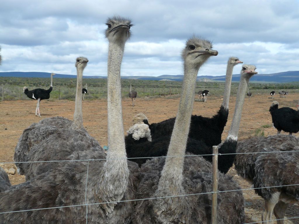 Pollination Ecosystem Services in the Klein Karoo, South Africa: The ...