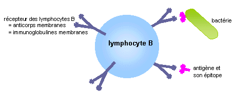 Le système immunitaire : Les bases fondamentales | Bio faculté
