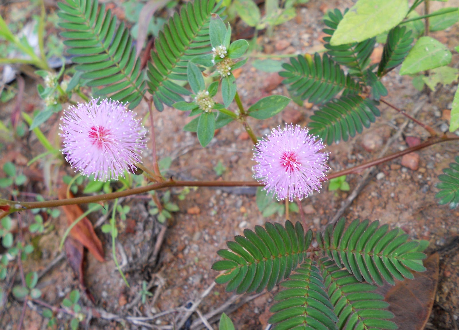 Hobi Belek Bunga Rumput... Koleksi 2 - Relaks Minda