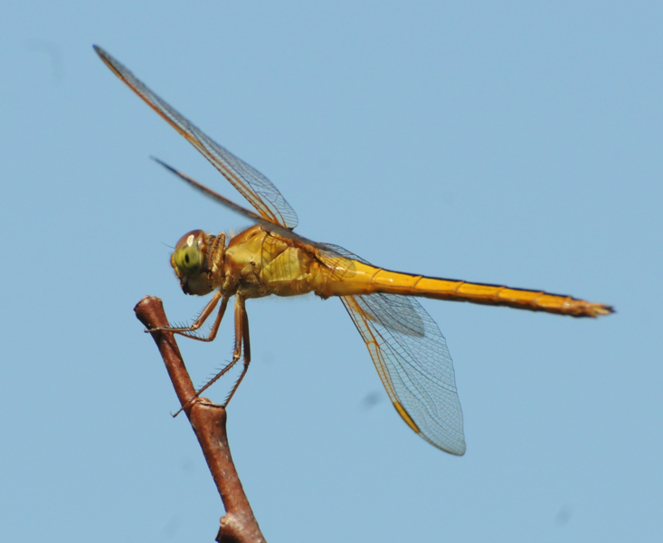 A Wandering Naturalist: Florida: Some Florida Dragonflies