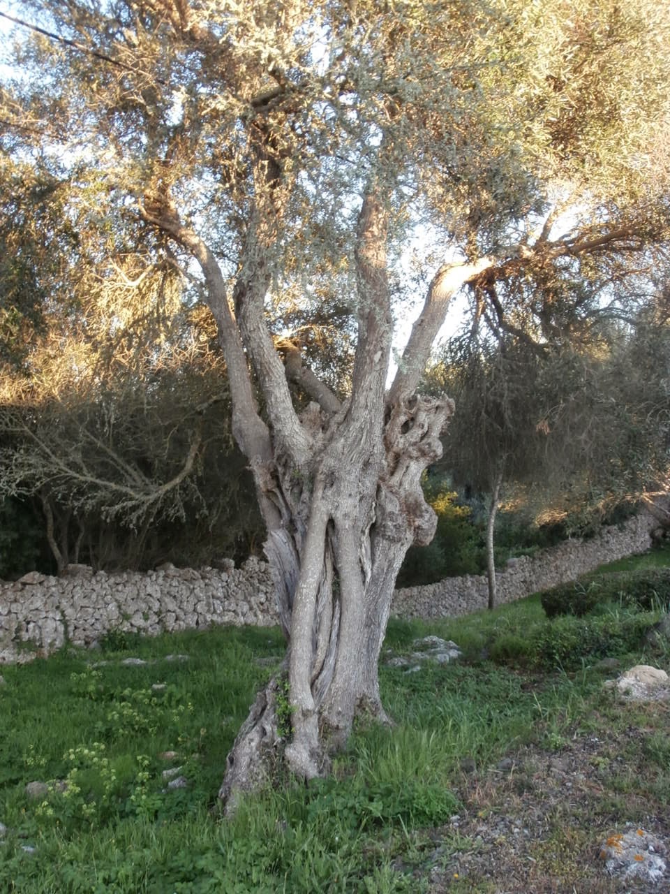 in Menorca today: Wild-olive tree