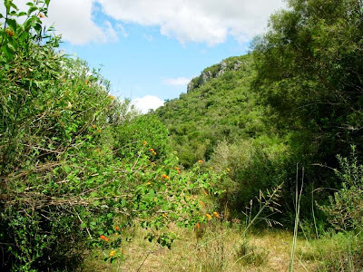 Biomas Del Uruguay: Monte