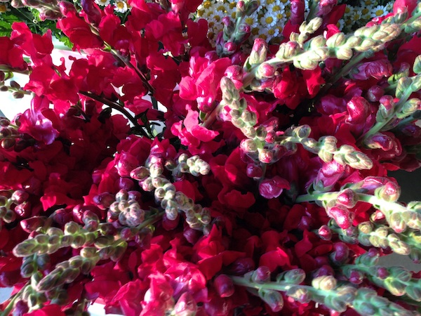 Bindweed Farm: Fresh Cuts: Aug. 12-18