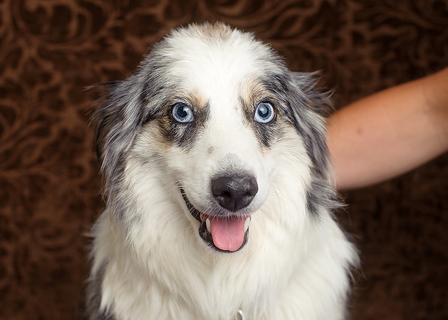 Bunker's Mini and Toy Aussie's