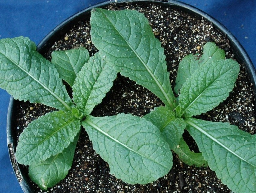 HOW TO GROW TEASEL FROM SEED |The Garden of Eaden