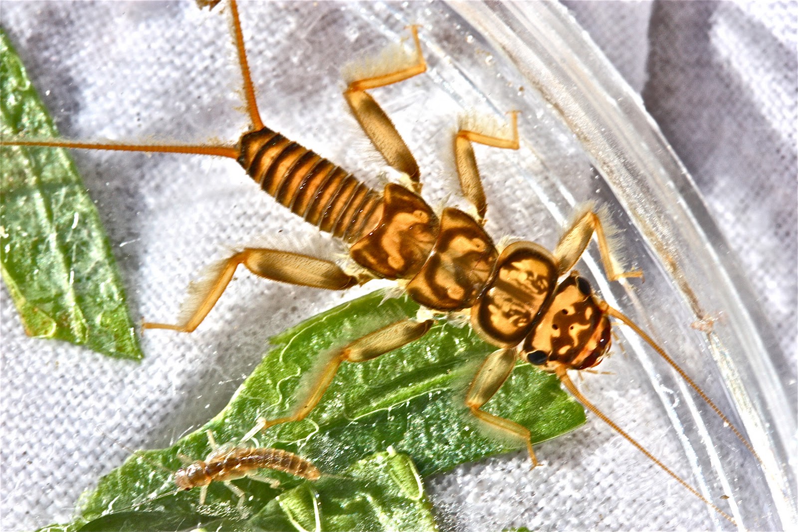 Aquatic Insects of Central Virginia: Another Stonefly Family Returns ...
