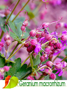 Biljni Cajevi(lekovito bilje,cajne mesavine): Caj Zdravac