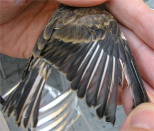 silvestrismo (EL MUNDO): pardillo macho ( tambie llamado cañamero )