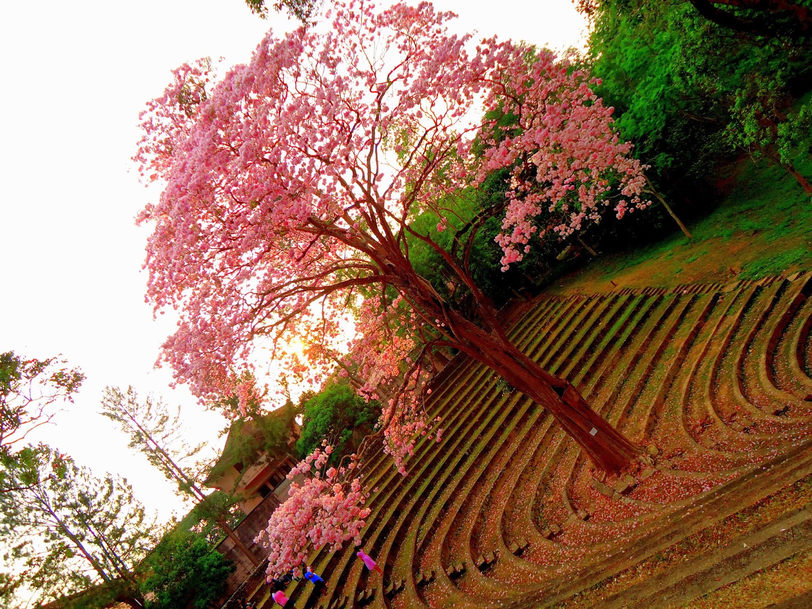 DIW Photography: University Of Peradeniya